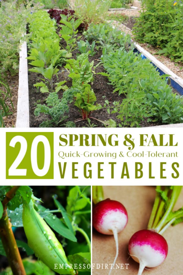 Kids Vegetable Garden; 5 Simple Steps To Growing Your Own Veggies