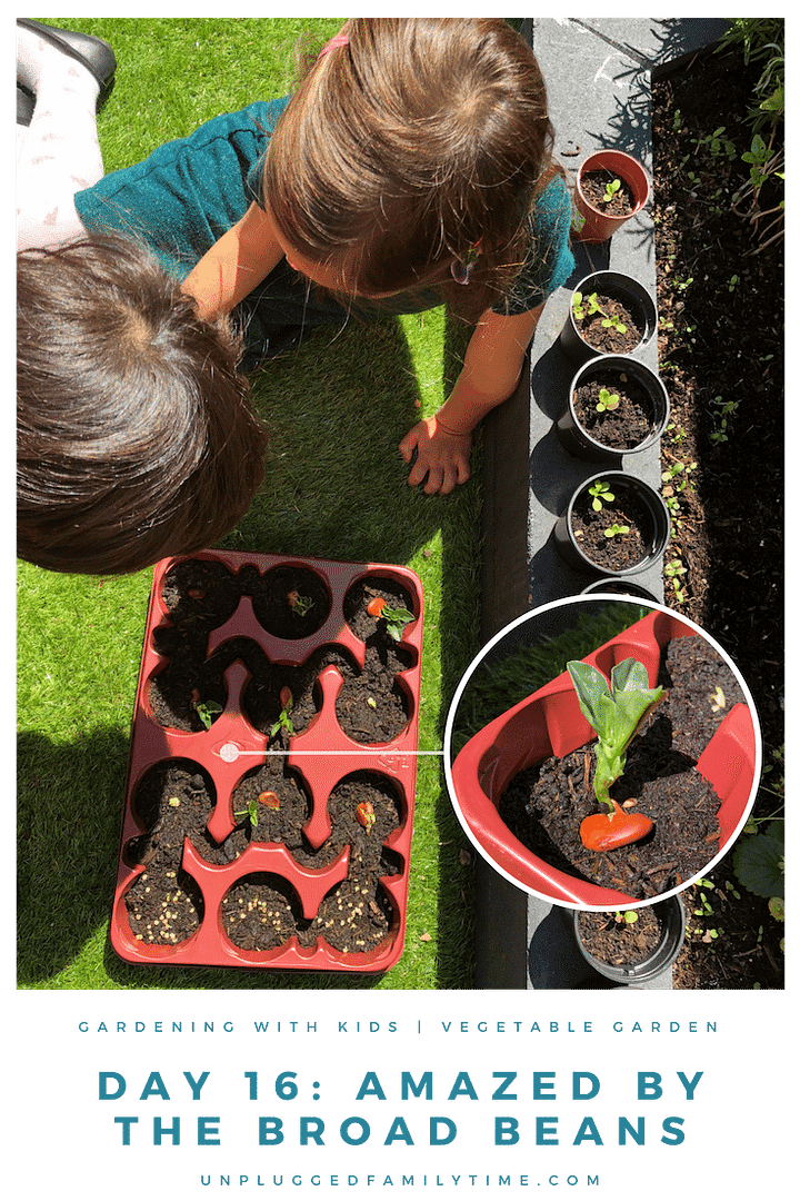 Kids Vegetable Garden; 5 Simple Steps To Growing Your Own Veggies